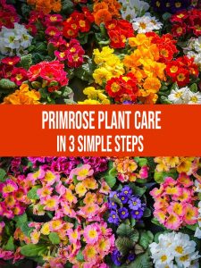 Primrose Plant Care In 3 Simple Steps
