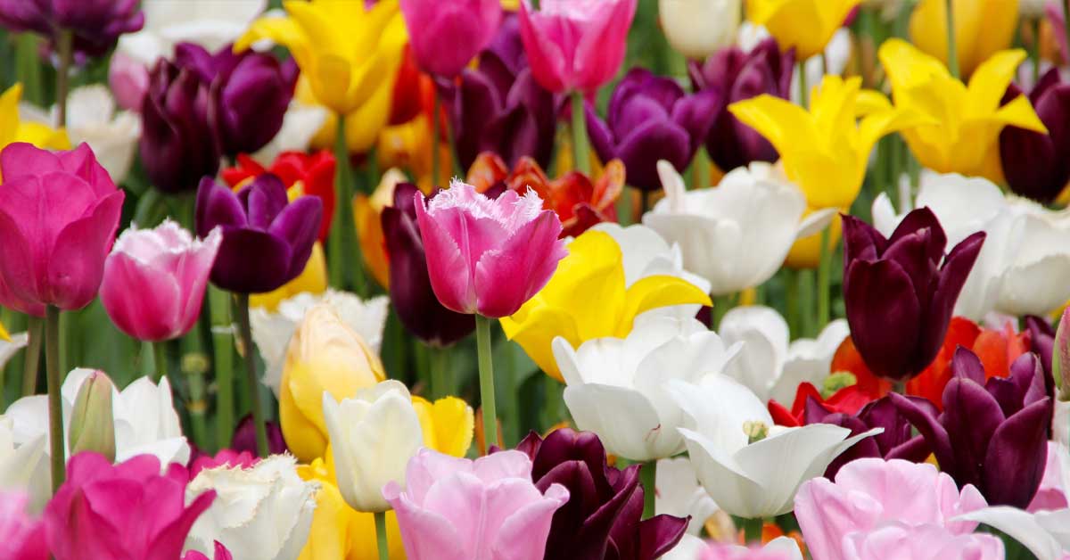 Indoor Flowering Bulb Plant Care In A Few Simple Steps