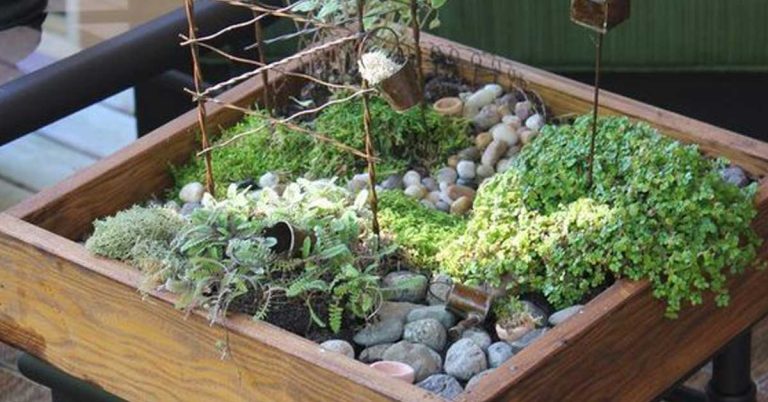 How to Create Eye-Catching Miniature Gardens